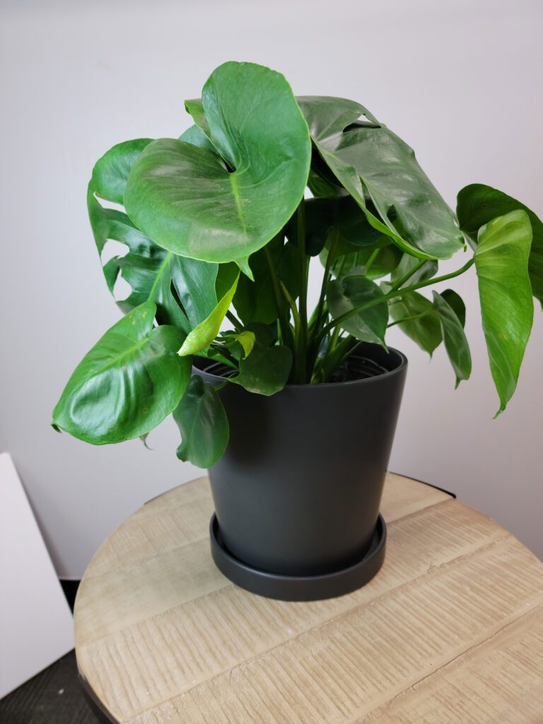 Washington Pottery Company